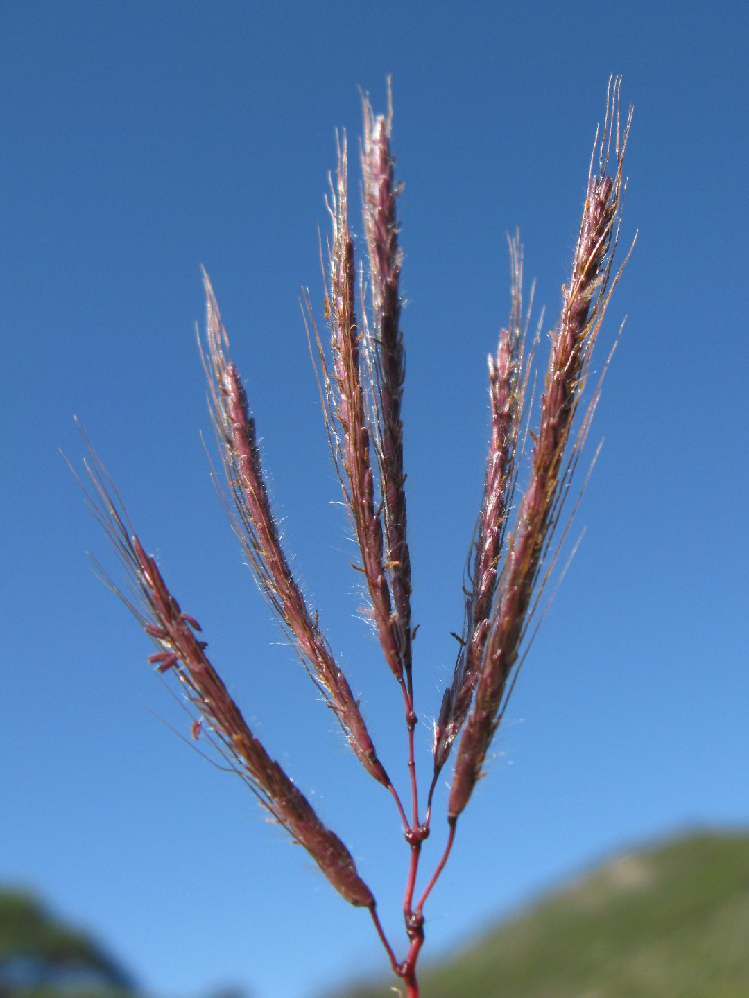 Kleberg's bluestem (Dichanthium annulatum) Flower, Leaf, Care, Uses ...