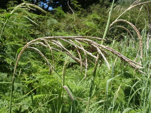 Vasey's grass Care (Watering, Fertilize, Pruning, Propagation ...