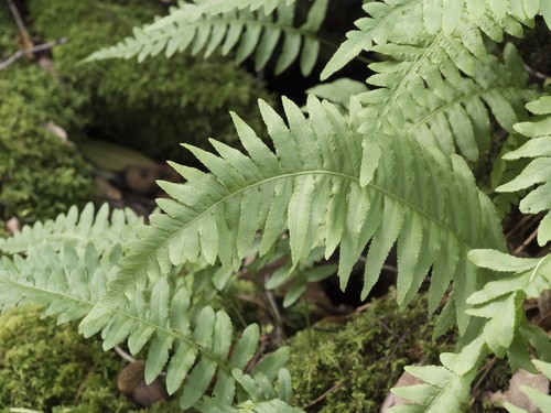 Polypodium calirhiza - PictureThis