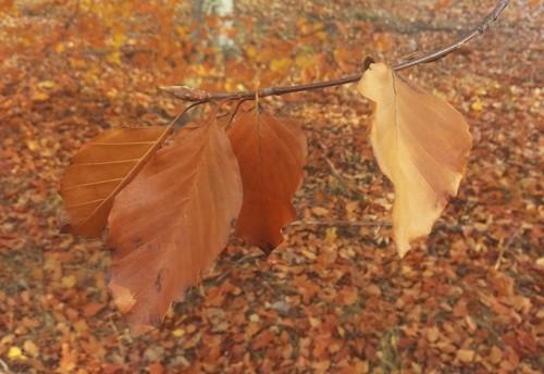 Faia-europeia (Fagus sylvatica) - PictureThis