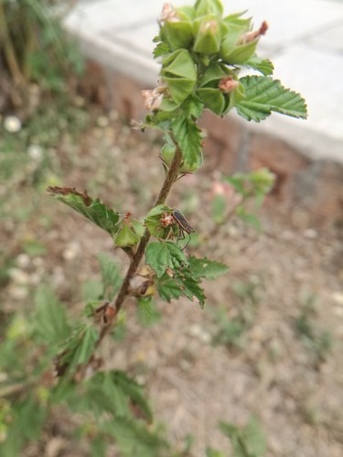 Three-lobed false mallow (Malvastrum coromandelianum) Flower, Leaf ...
