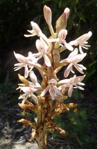Satyrium longicolle - PictureThis