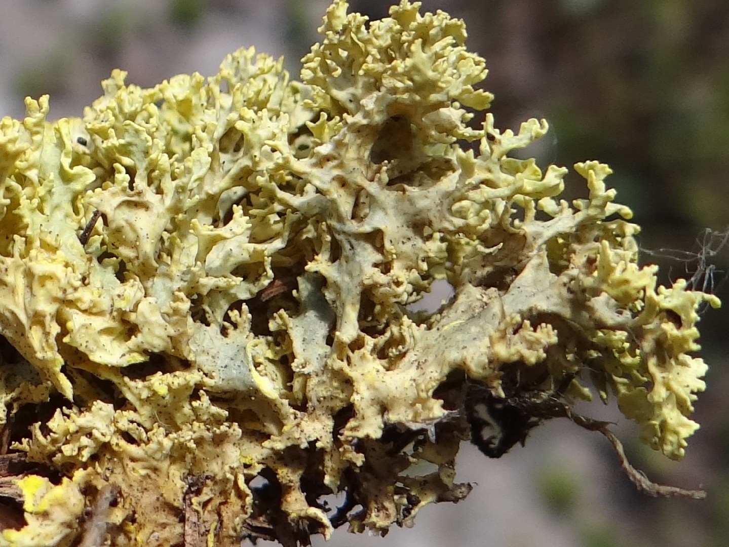 Parmeliaceae Flower, Leaf, Care, Uses - PictureThis