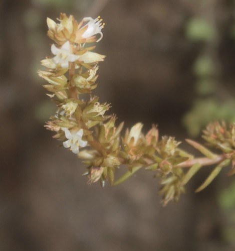 Villadia Flower, Leaf, Care, Uses - PictureThis