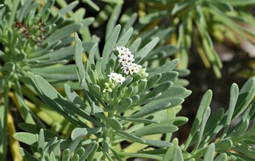 Tabaquillo (Tournefortia gnaphalodes) - PictureThis