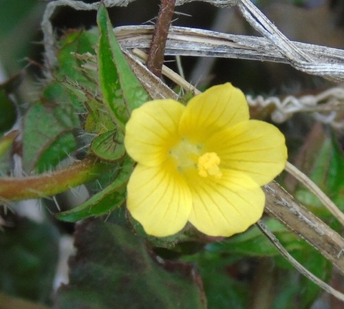 Malva de caballo (Malachra alceifolia) - PictureThis