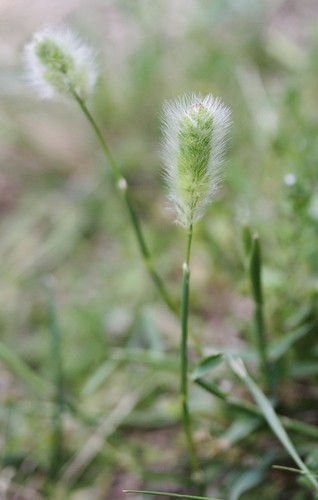 Annual rabbitsfoot grass (Polypogon monspeliensis) Flower, Leaf, Care ...