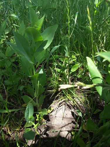 Clasping-Leaved Coneflower (Rudbeckia amplexicaulis) Flower, Leaf, Care ...