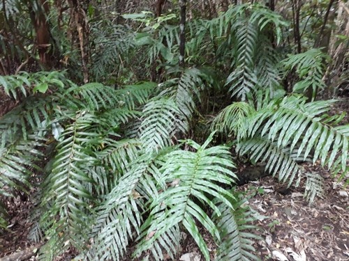 Parablechnum 照顧，種植，繁殖，開花時間 - PictureThis