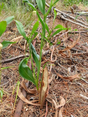 Acacia de hoja azul (Acacia saligna) - PictureThis