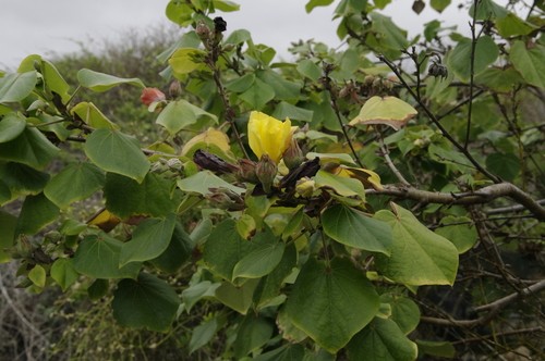 How to Plant and Grow Sea hibiscus(Talipariti tiliaceum)