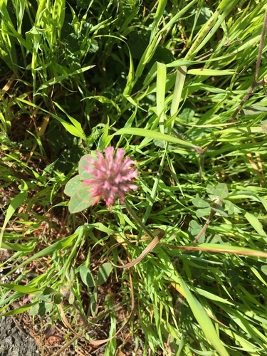 Trébol rosa (Trifolium hirtum) - PictureThis