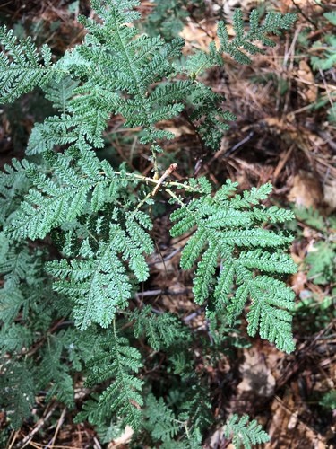Bearmat (Chamaebatia foliolosa) Flower, Leaf, Care, Uses - PictureThis