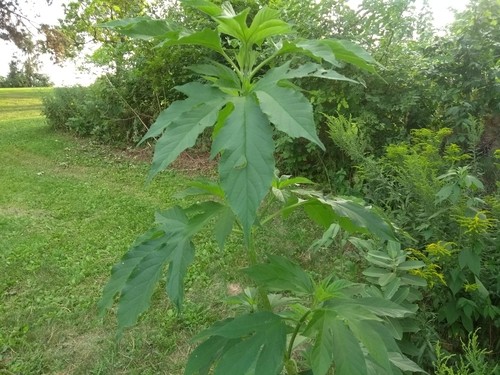 Giant ragweed (Ambrosia trifida) Flower, Leaf, Care, Uses - PictureThis