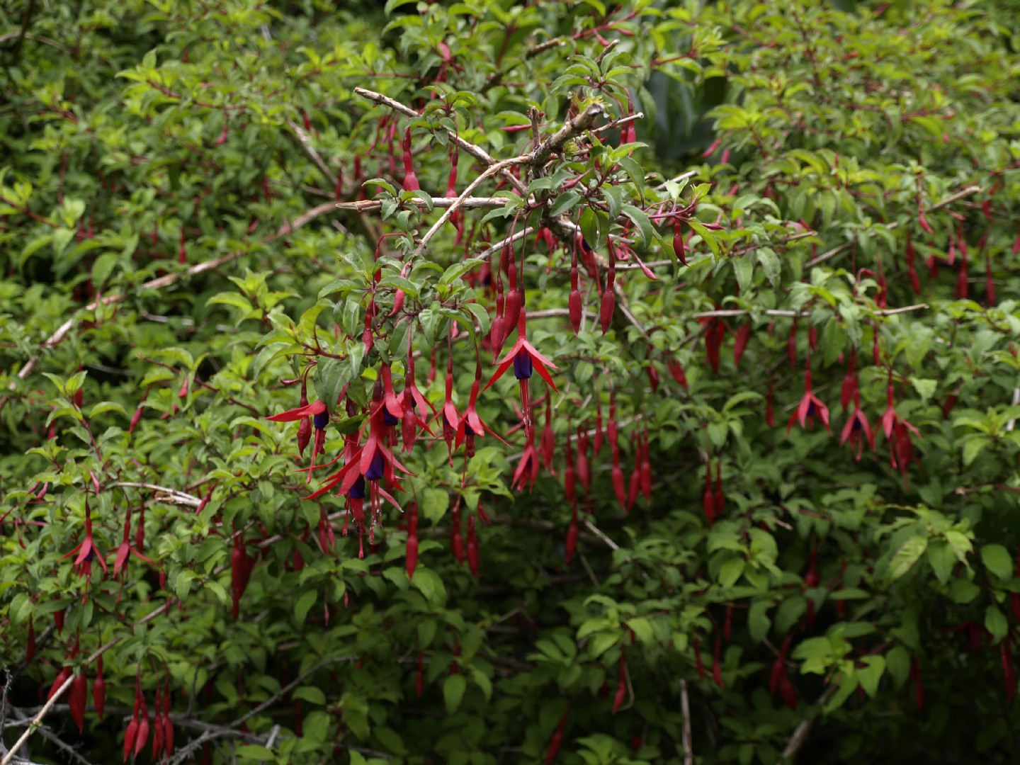 Hardy fuchsia (Fuchsia magellanica) Flower, Leaf, Care, Uses - PictureThis