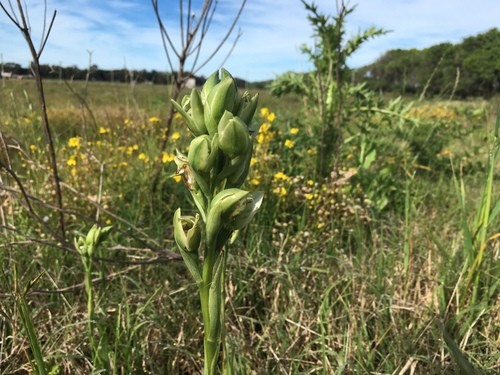 Chloraea Care (Watering, Fertilize, Pruning, Propagation) - PictureThis