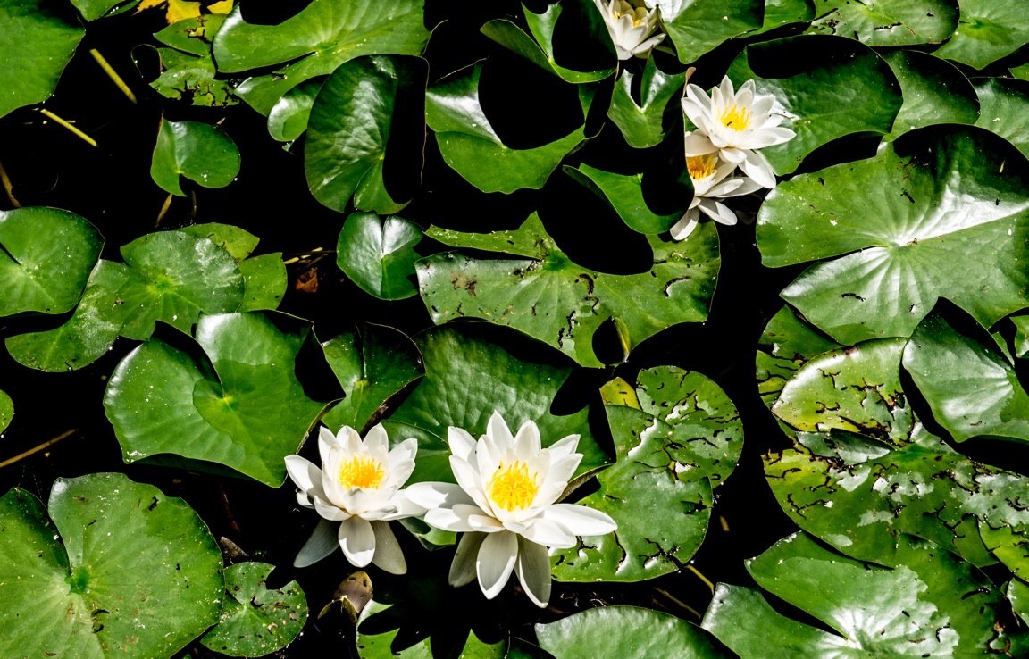Lirios Sumergidos En Agua Cómo Cultivar Y Cuidar Una Lirios De Agua