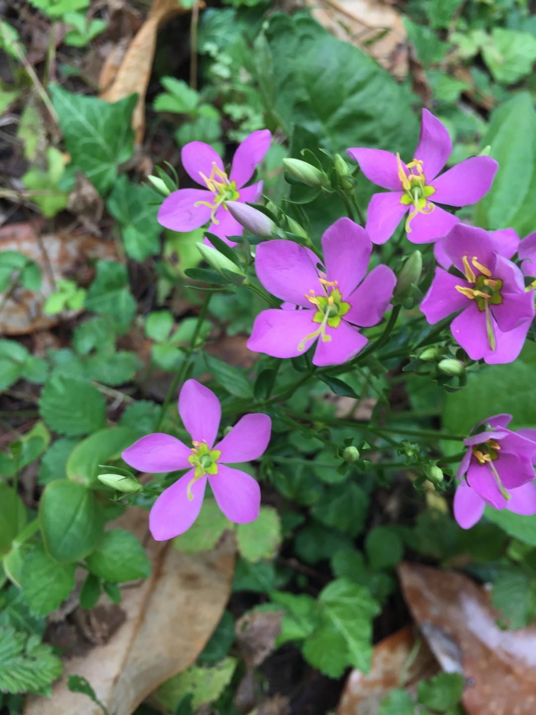 Sabatia angularis - PictureThis