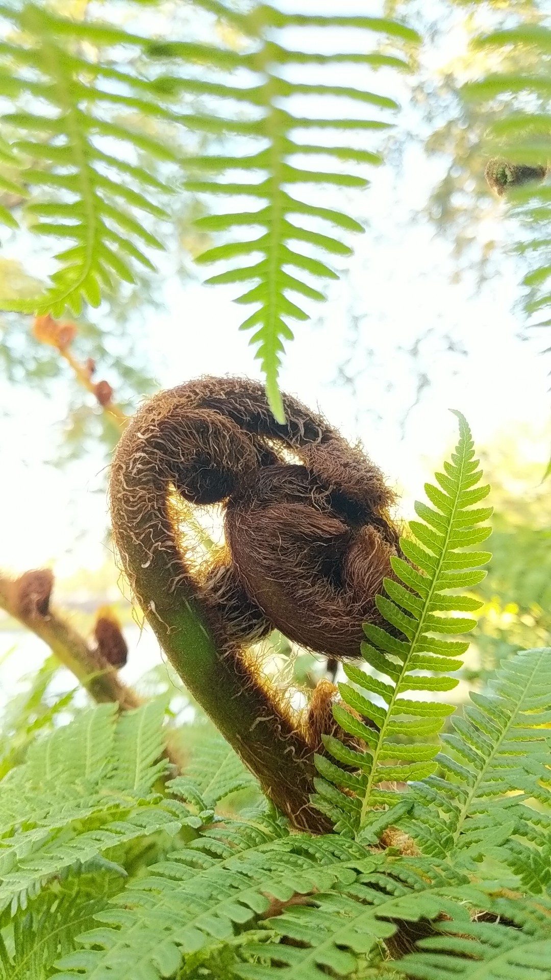 Tree Ferns