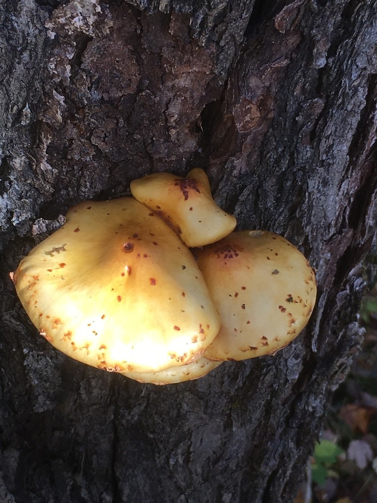 Pholiota - PictureThis