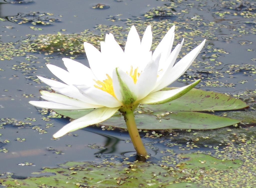 Water lilies (Nymphaea) Flower, Leaf, Care, Uses - PictureThis