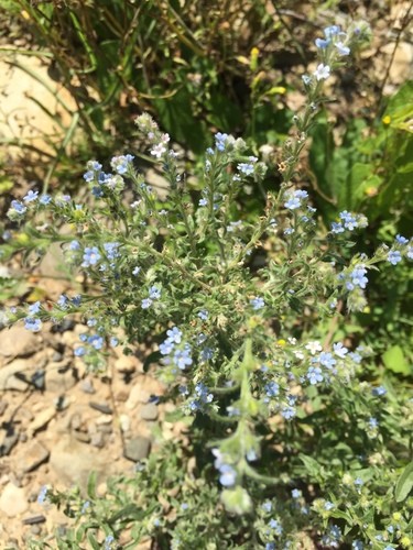 ノムラサキ (Lappula squarrosa) 花言葉，毒性，よくある質問 - PictureThis