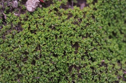 Tornillo de pared-musgo (Tortula muralis) - PictureThis