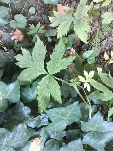Pacific Waterleaf (Hydrophyllum tenuipes) Flower, Leaf, Care, Uses ...