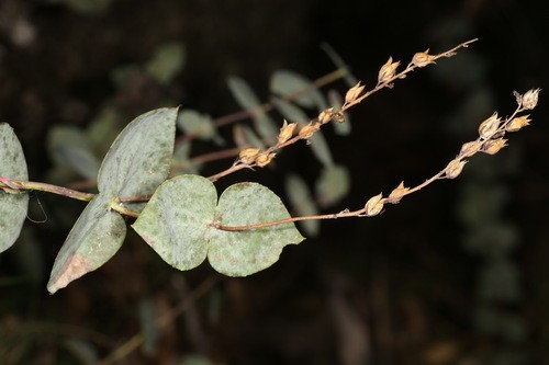 Digger's speedwell (Veronica perfoliata) Flower, Leaf, Care, Uses ...