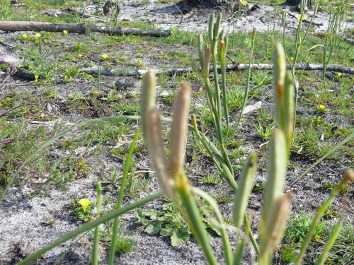Moraea collina - PictureThis