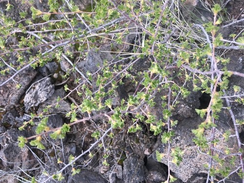 Wax Currant (Ribes cereum) Flower, Leaf, Care, Uses - PictureThis