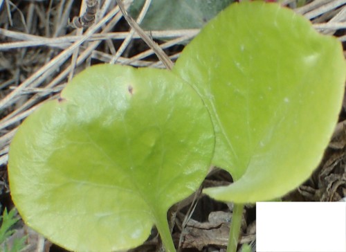 Pyrola asarifolia - PictureThis