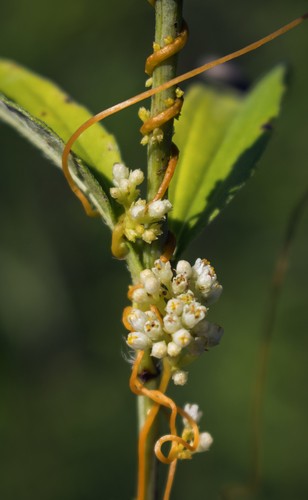 Smartweed dodder (Cuscuta polygonorum) Flower, Leaf, Care, Uses ...