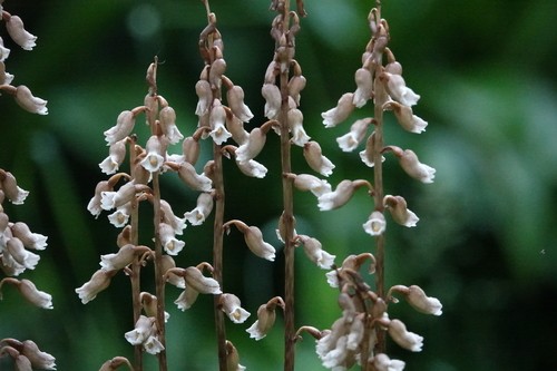 Gastrodia molloyi - PictureThis