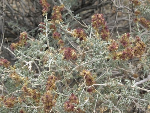 White bursage Care (Watering, Fertilize, Pruning, Propagation ...