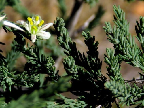 Asparagus capensis - PictureThis