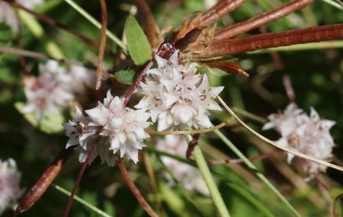Clover dodder (Cuscuta epithymum) Flower, Leaf, Care, Uses - PictureThis