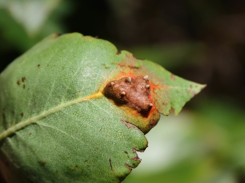 Gymnosporangium sabinae - PictureThis