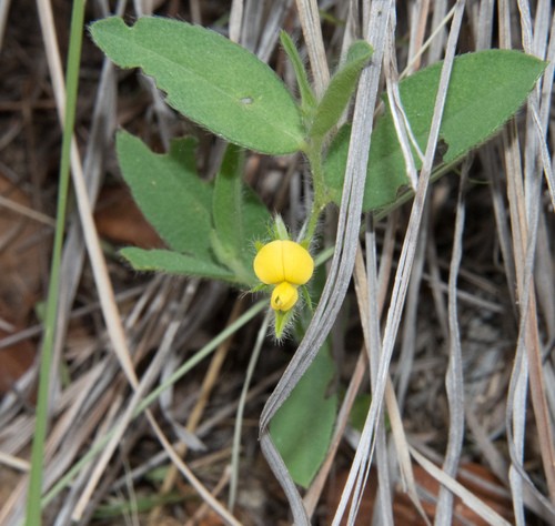 Arrowhead rattlebox (Crotalaria sagittalis) Flower, Leaf, Care, Uses ...