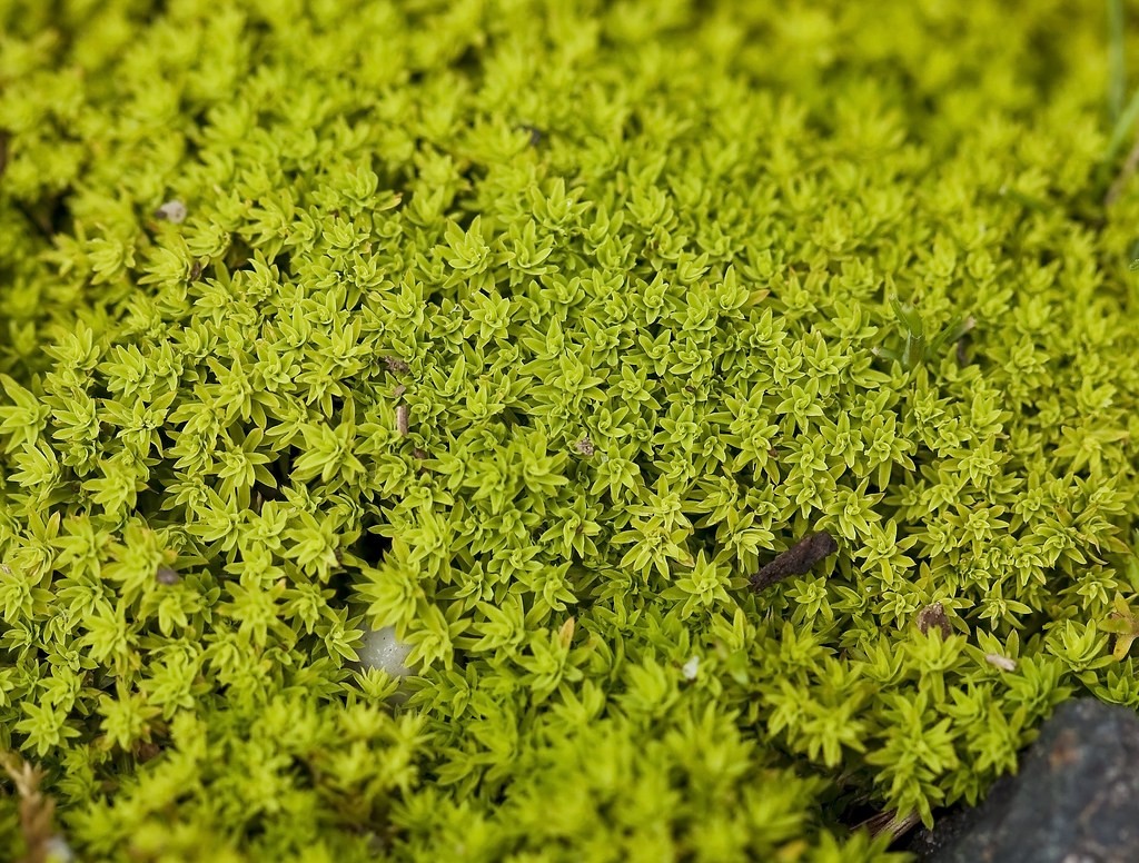 Barbula unguiculata - PictureThis