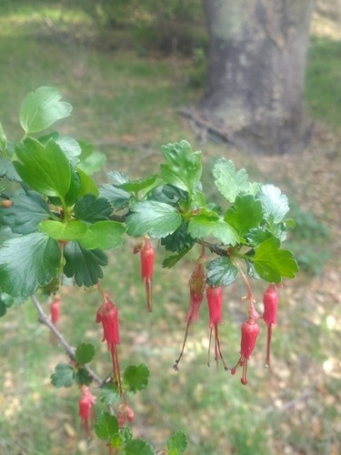 Groseillier à fleur de fuchsia (Ribes speciosum) - PictureThis