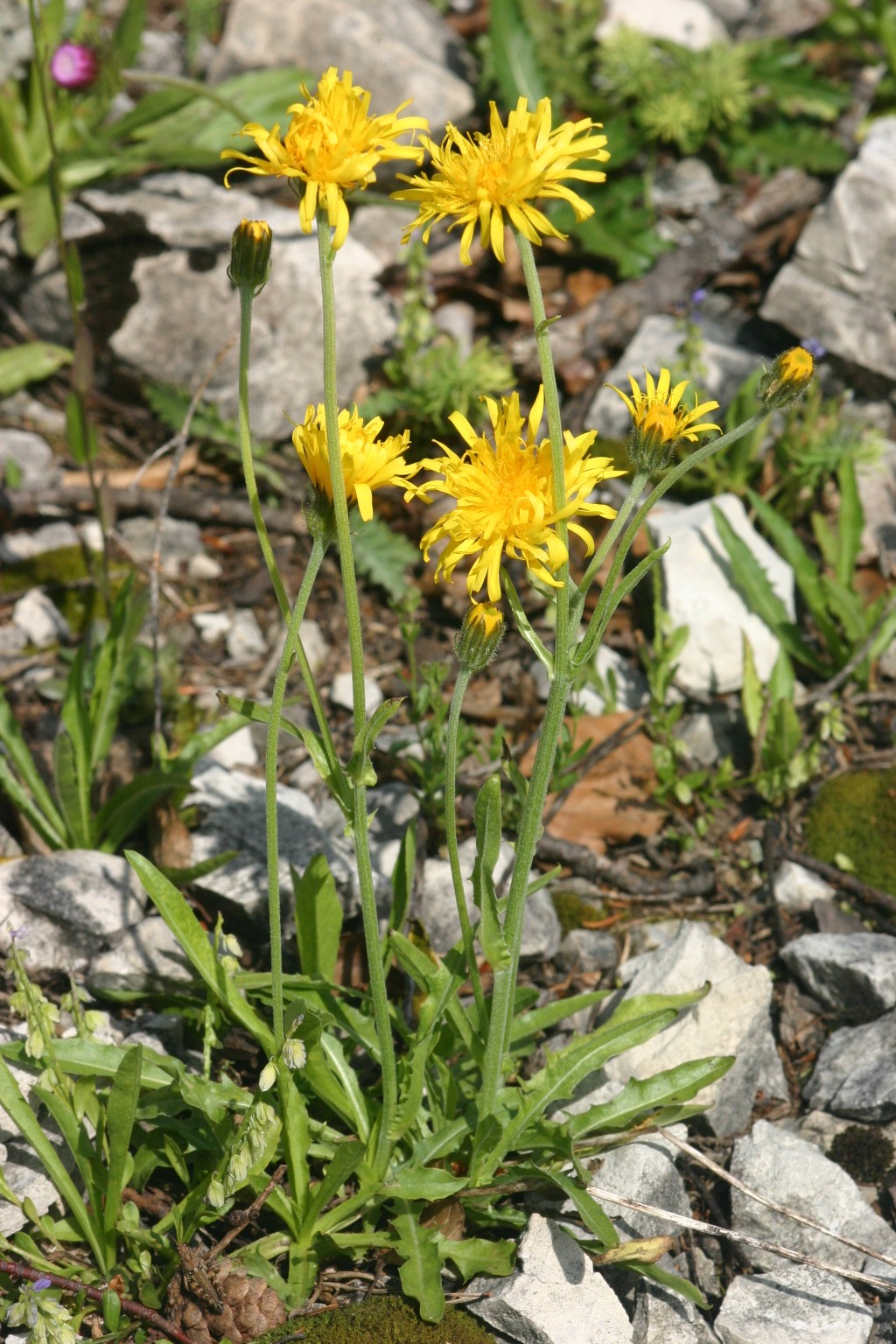 Crepis alpestris - PictureThis