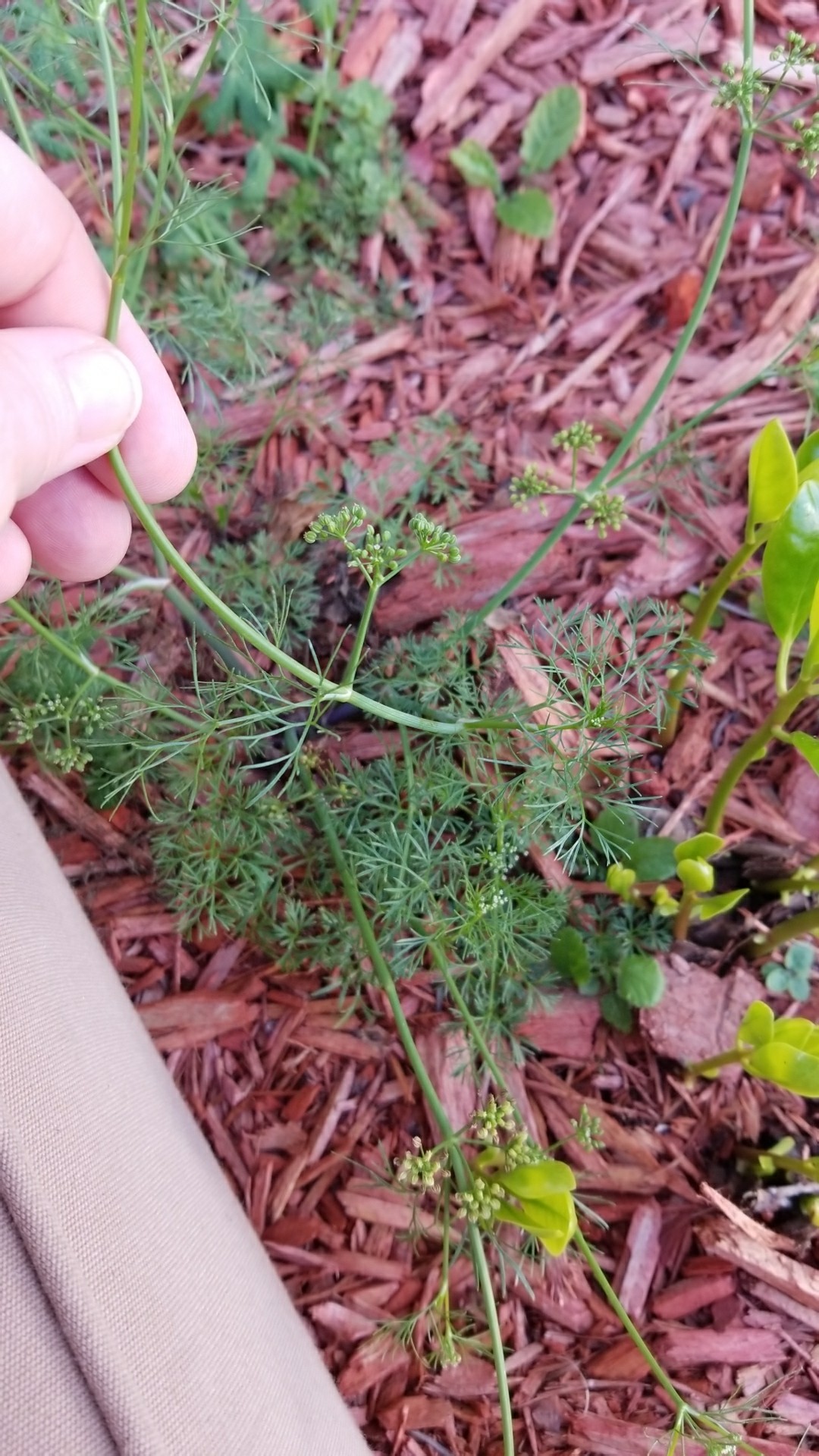 Marsh parsley (Cyclospermum leptophyllum) Flower, Leaf, Care, Uses ...