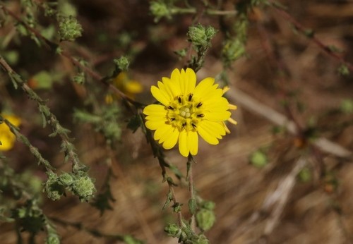 San diego tarweed (Deinandra paniculata) Flower, Leaf, Care, Uses ...