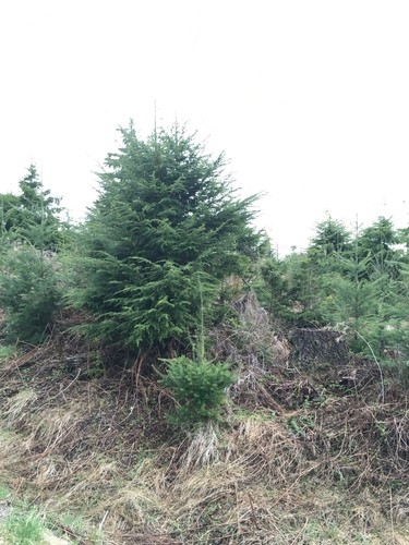 How to Plant and Grow Western hemlock(Tsuga heterophylla)