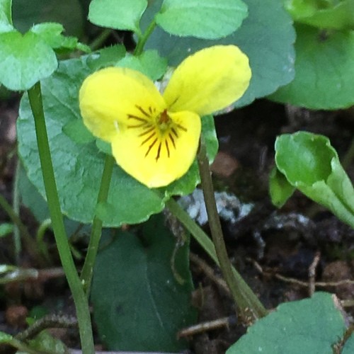 Evergreen violet (Viola sempervirens) Flower, Leaf, Care, Uses ...