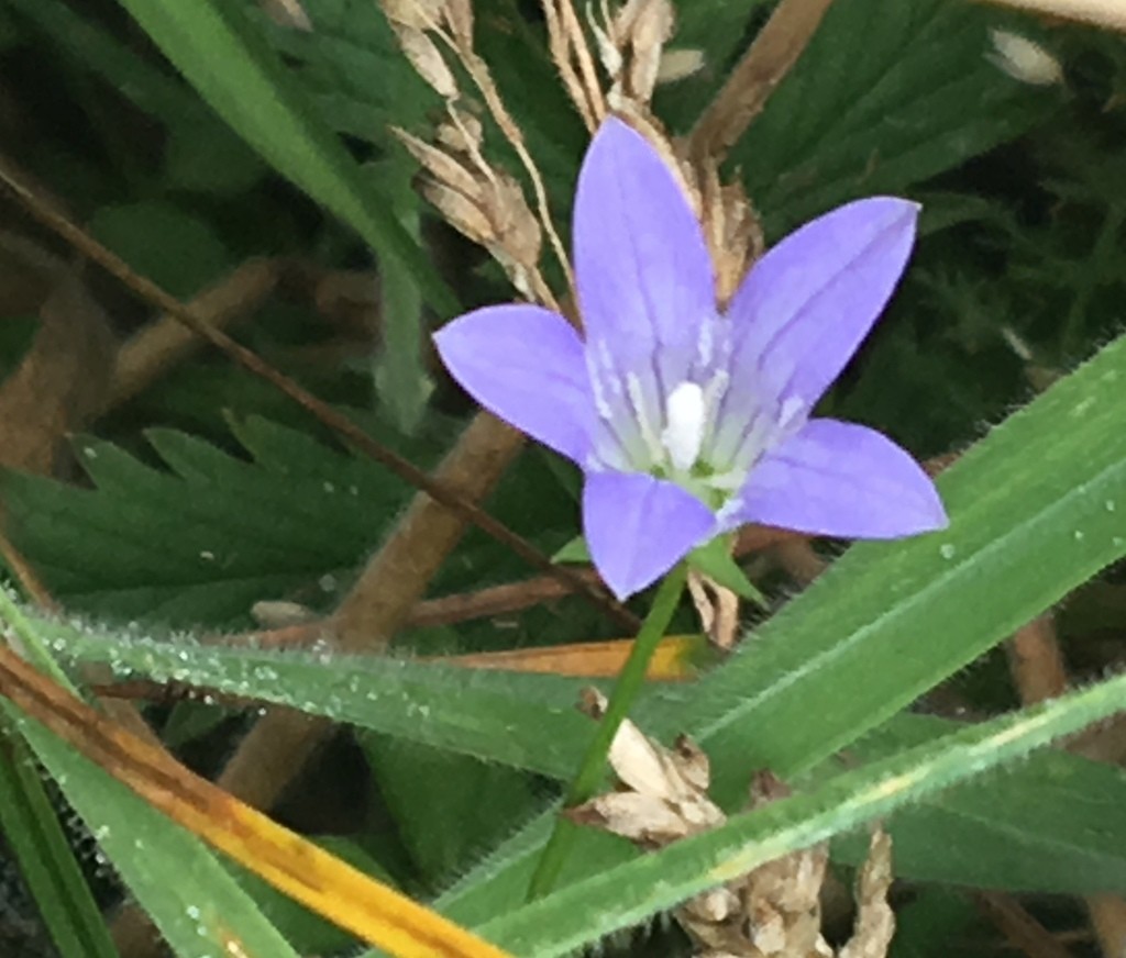 Swamp bellflower (Campanula californica) Flower, Leaf, Care, Uses ...