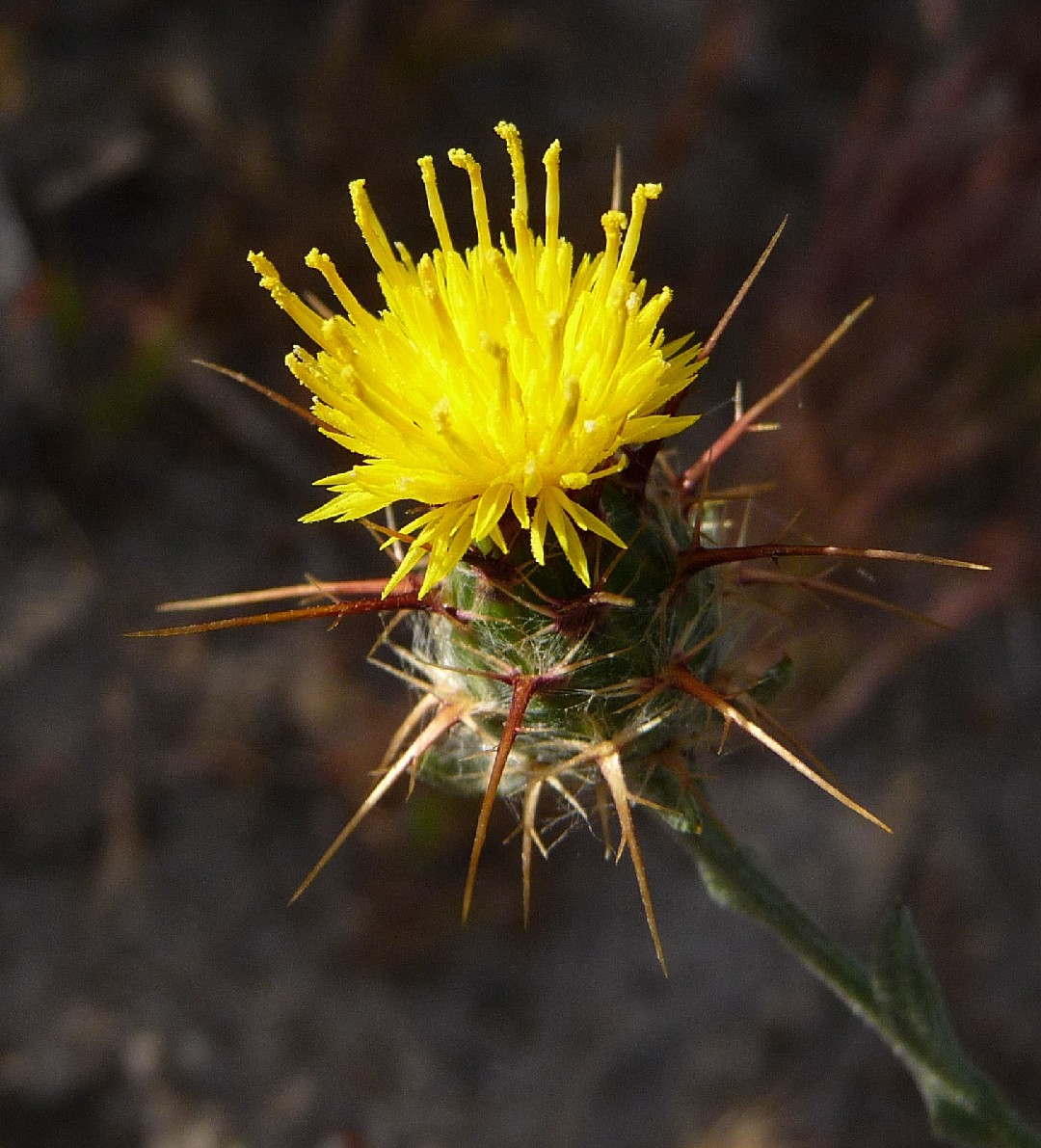 Fiordaliso Giallo (Centaurea solstitialis) - PictureThis