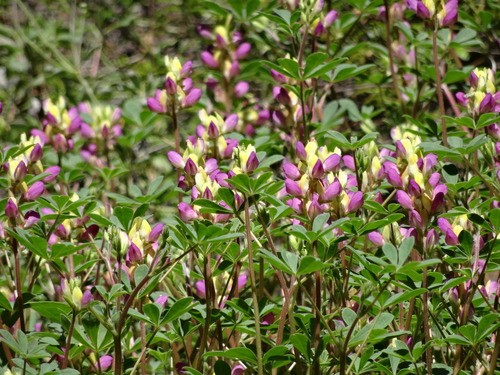 Lupinus stiversii - PictureThis