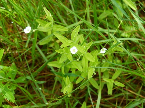 Bluntleaf sandwort (Moehringia lateriflora) Flower, Leaf, Care, Uses ...